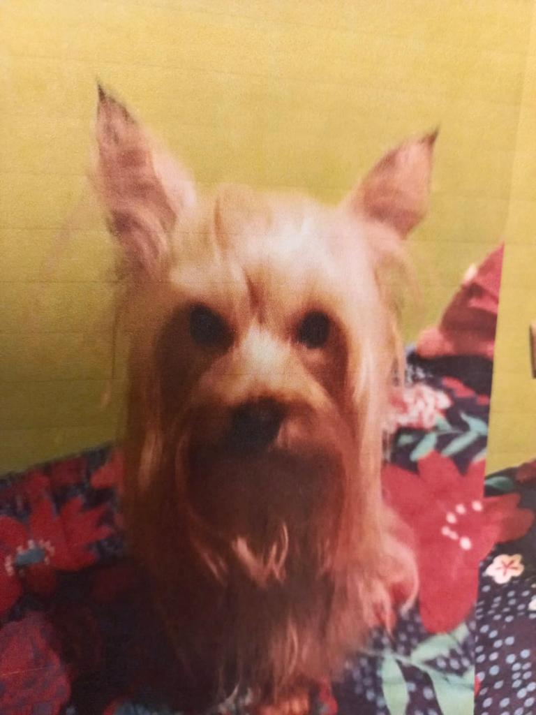 DETECTIVES RECUPERARON PERRO EXTRAVIADO HACE UN AÑO EN CHIMBARONGO ...